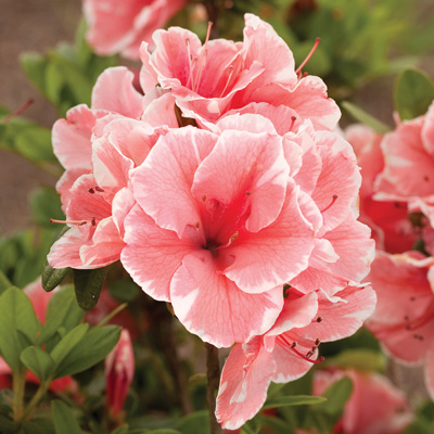Encore Autumn Sunburst Azalea | Suburban Lawn & Garden
